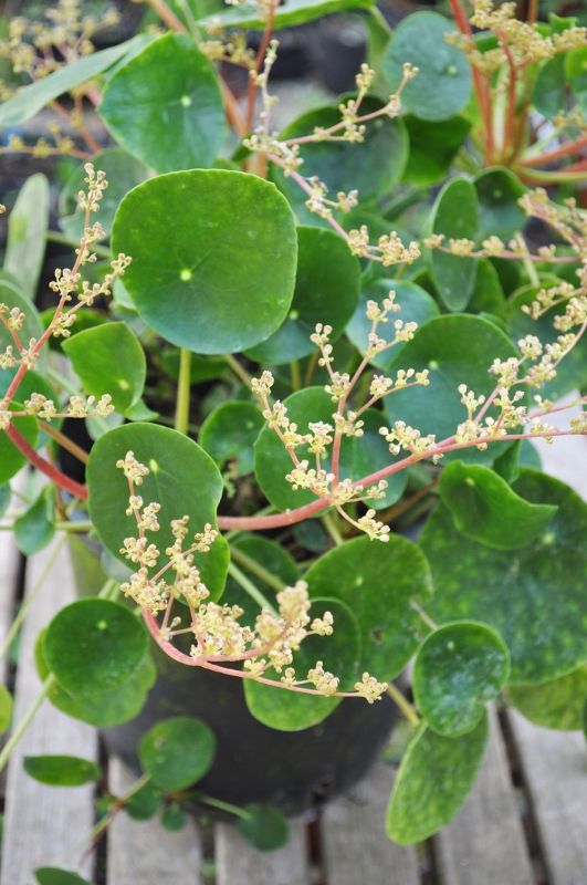 Pilea : une plante succulente parfaite pour la main verte des apprentis