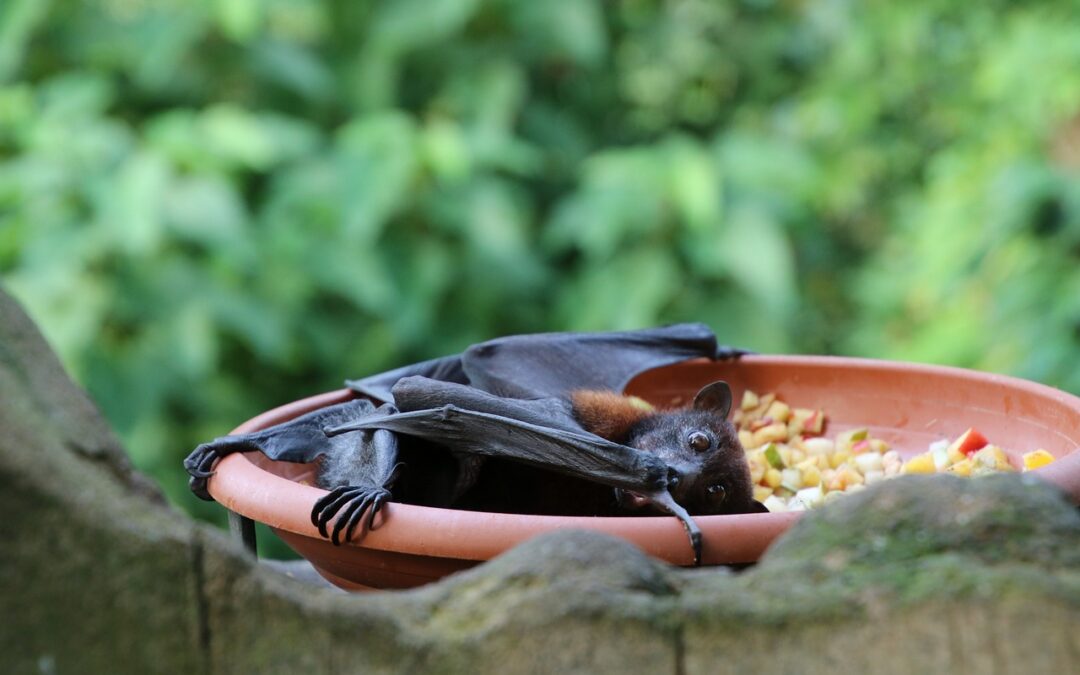 Cinq dangers de la présence de chauves-souris dans votre maison et ...